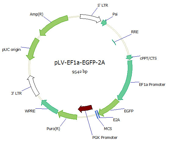 EF1a启动子双标慢病毒载体pLV-EF1a-EGFP-2A_英茂盛业生物科技有限公司
