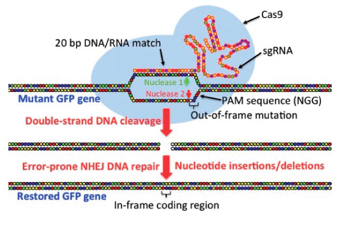 CRISPR Cas9基因敲除载体构建服务