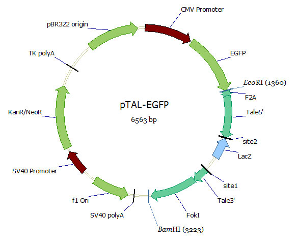 TALEN表达质粒 英茂盛业